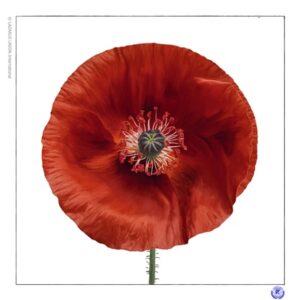 THE COLORS OF REMENBRANCE – LAZARUS UNION International